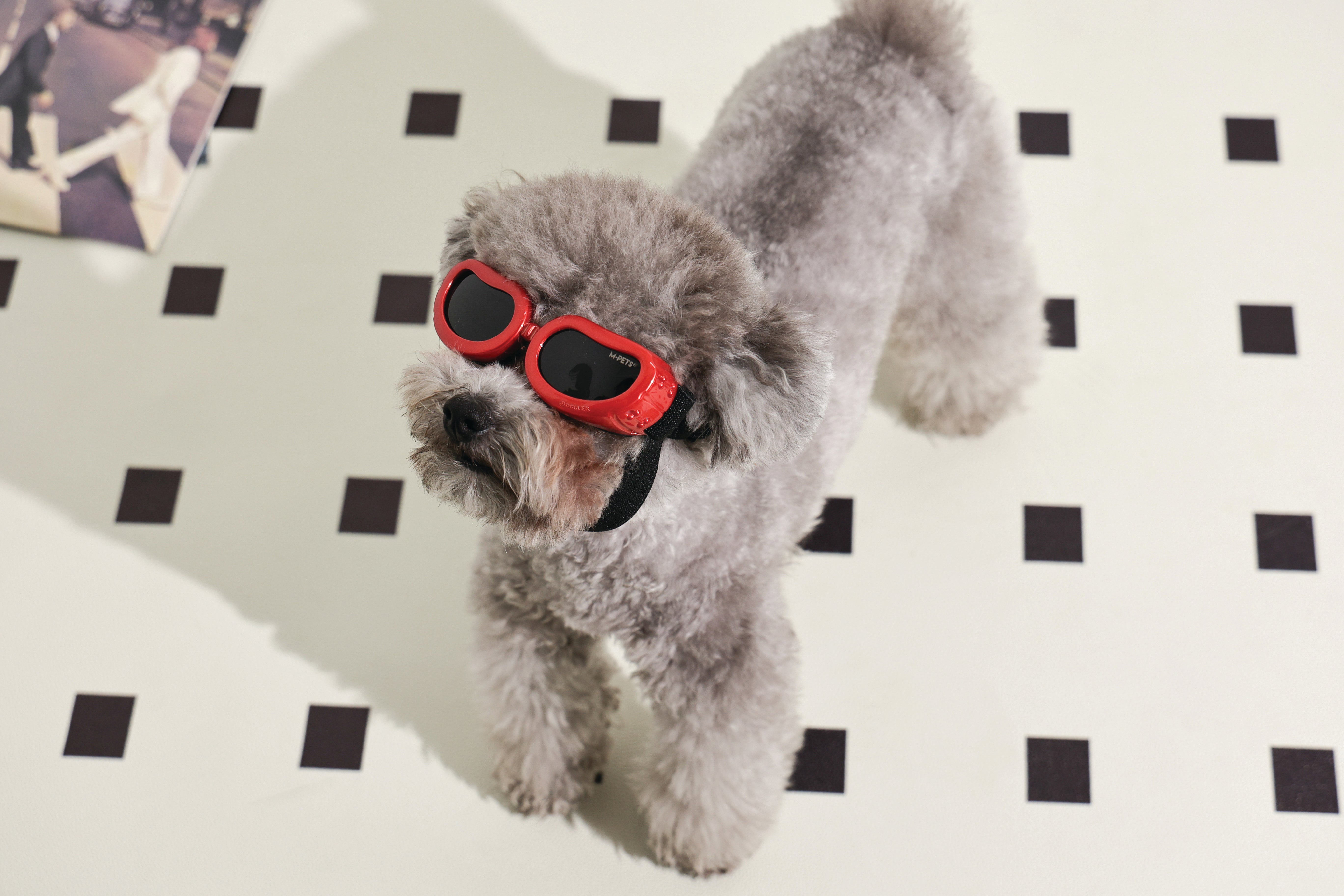 SUNNY Goggles for dogs DAYTRIP – M-PETS