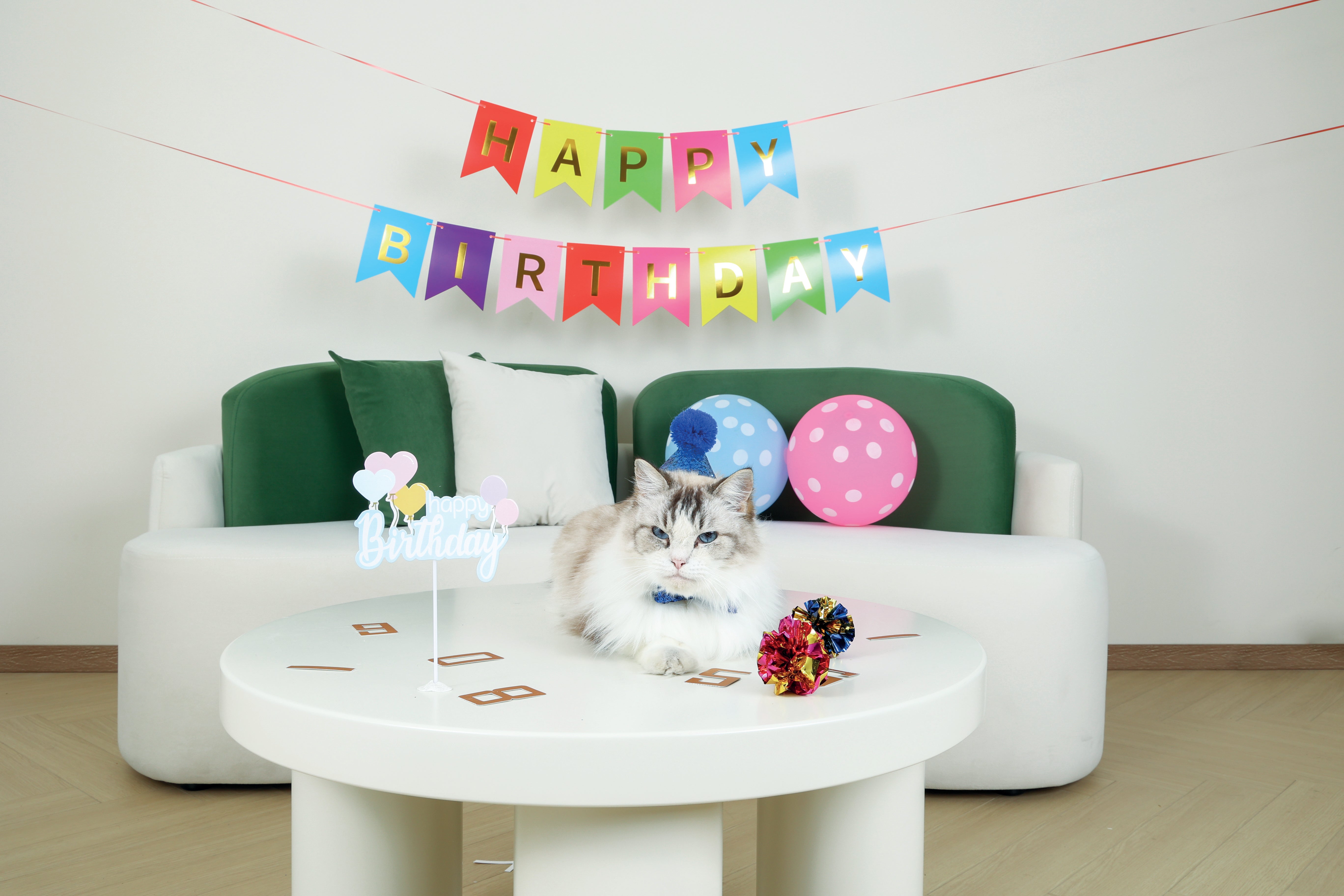 party time cat