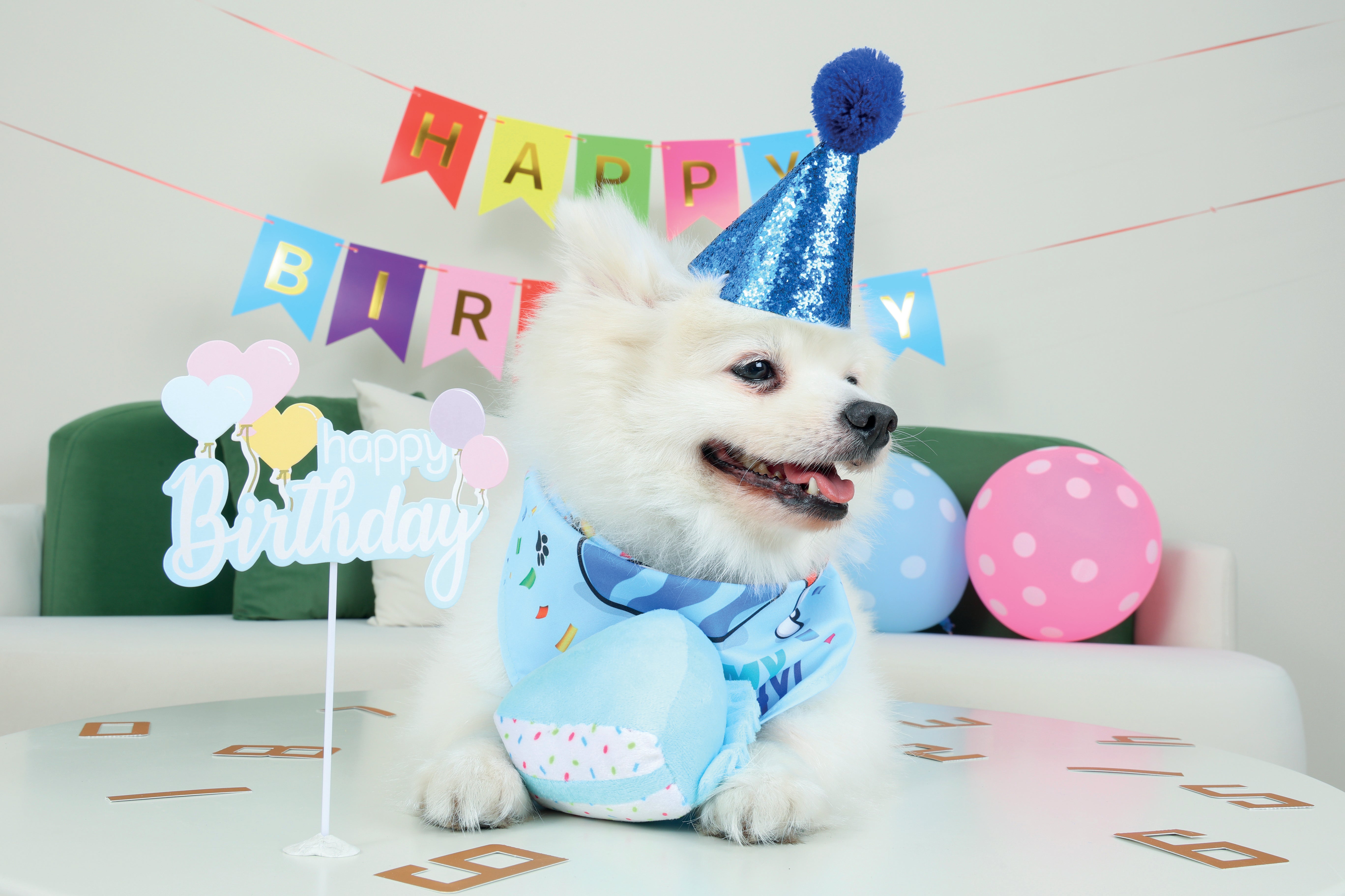 PARTY TIME Dog Gentleman's set – M-PETS