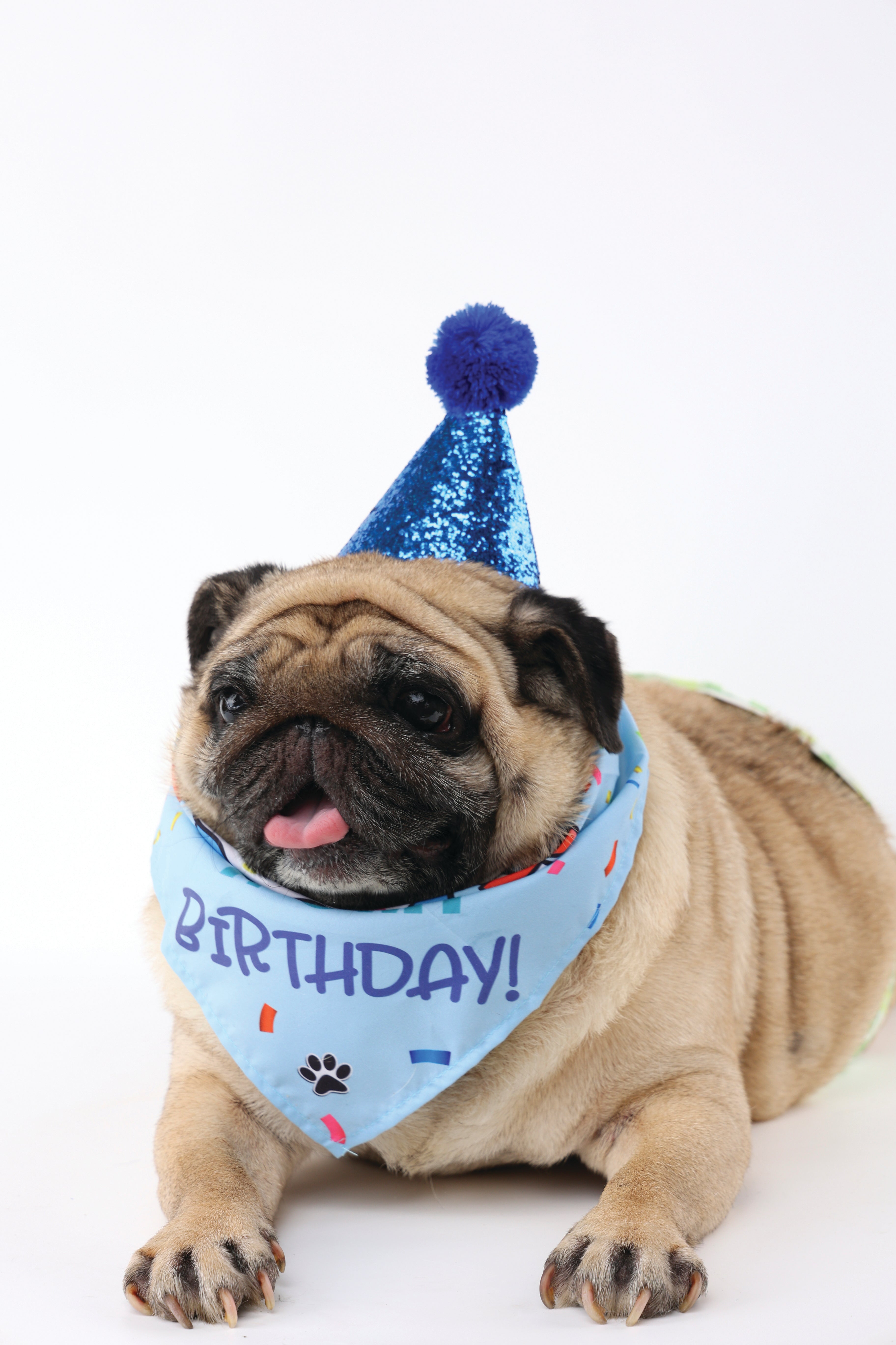 PARTY TIME Dog Gentleman's set – M-PETS