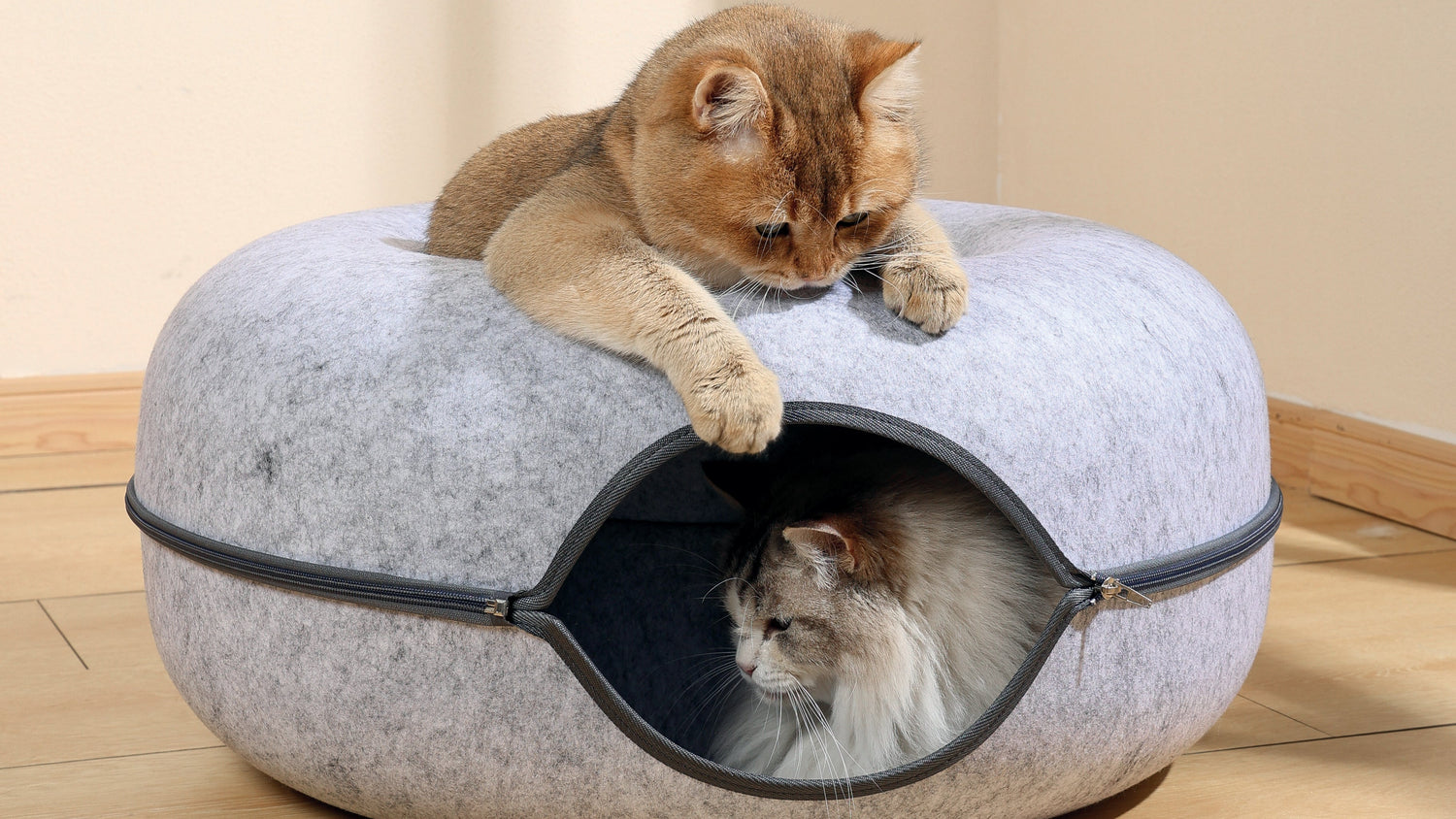 A guide to setting up a cat-friendly home – M-PETS